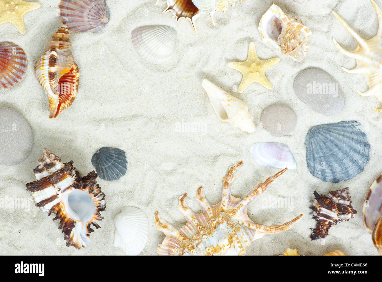 starfish and shells on the beach Stock Photo - Alamy