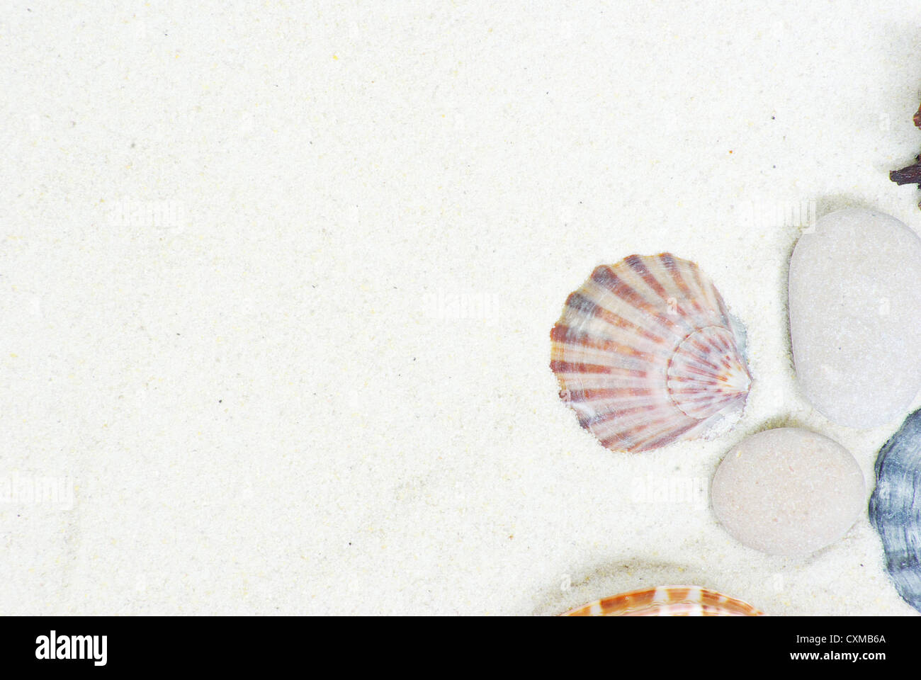 starfish and shells on the beach Stock Photo - Alamy