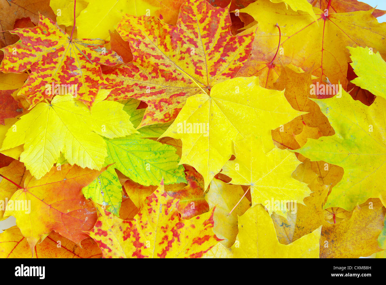 Texture of a maple leaf as background Stock Photo - Alamy