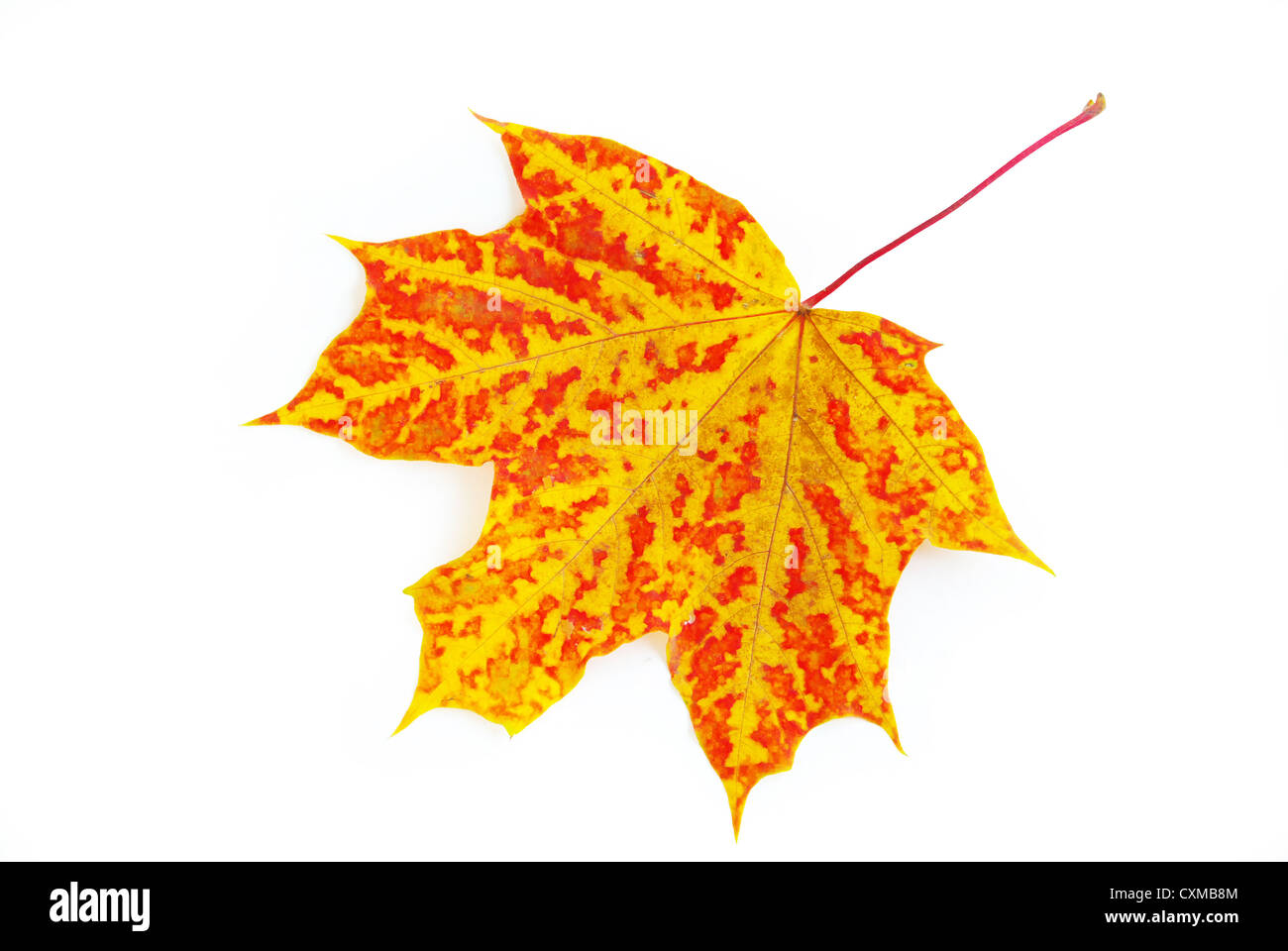 autumn maple leaf isolated on white background Stock Photo - Alamy