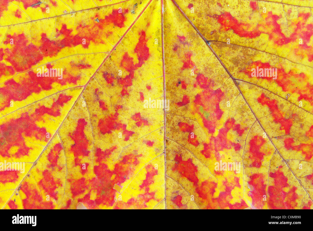 Texture of a maple leaf as background Stock Photo - Alamy