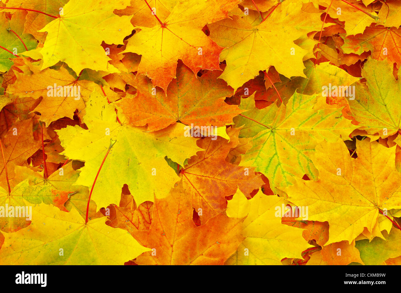 Texture of a maple leaf as background Stock Photo - Alamy
