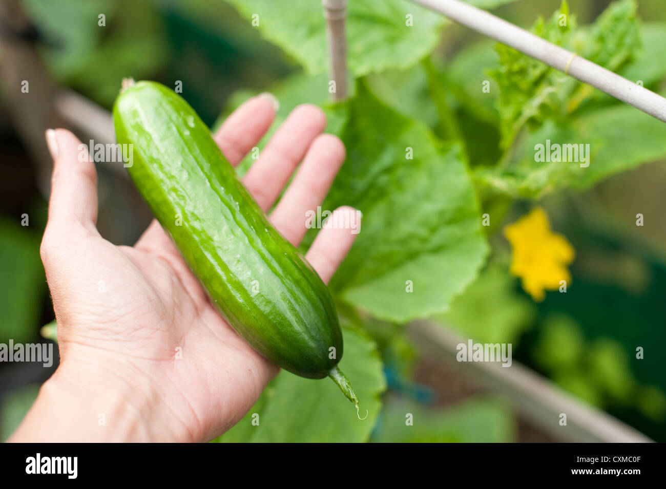 Cucumber plant hi-res stock photography and images - Alamy