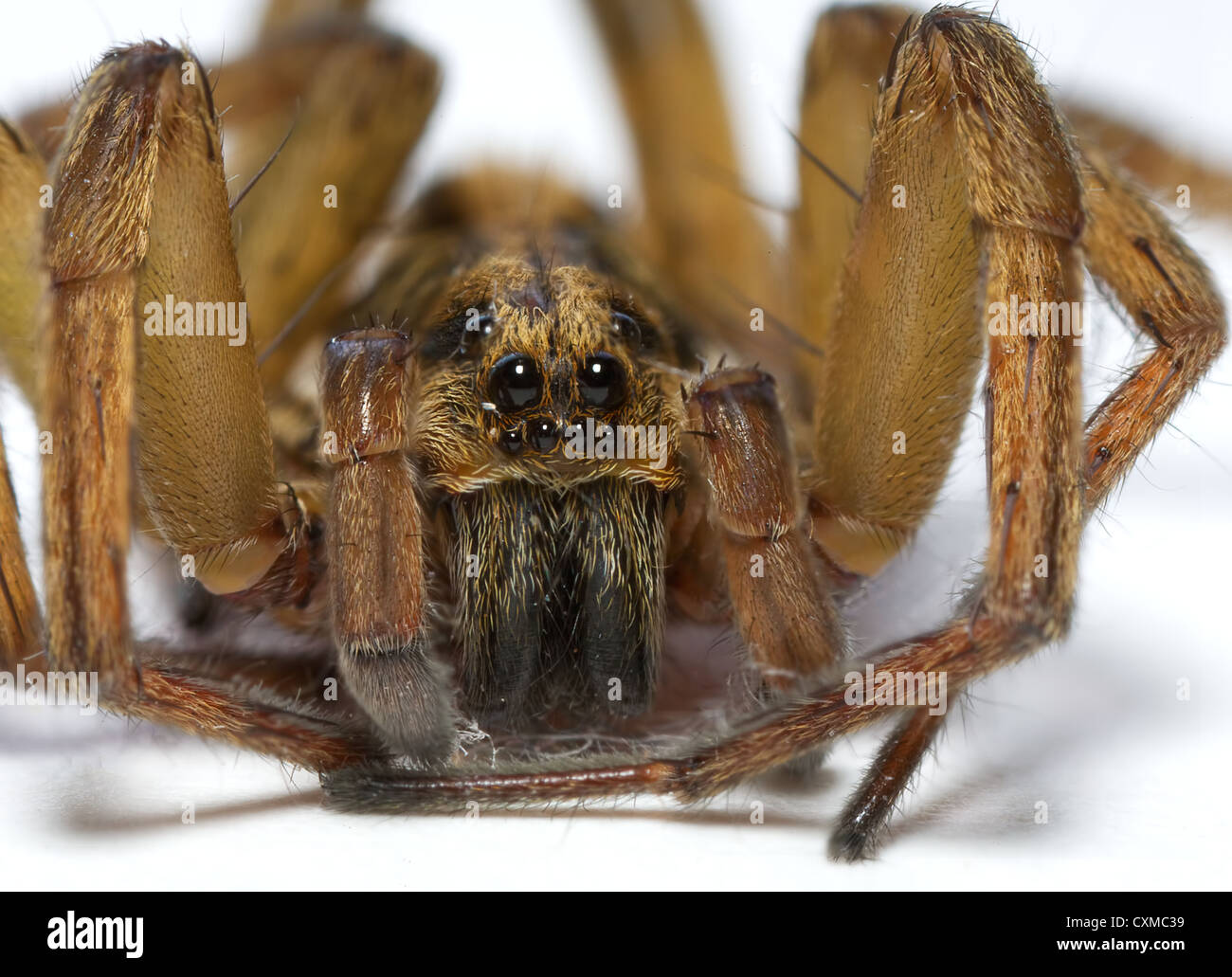 a closeup of a spider resting on a white surface Stock Photo - Alamy