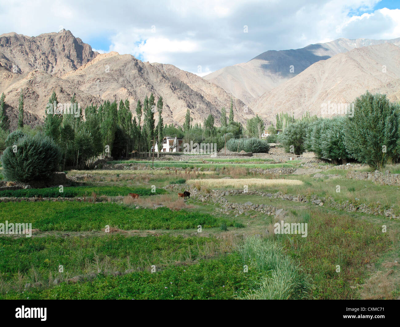 Saboo ladakh hi-res stock photography and images - Alamy