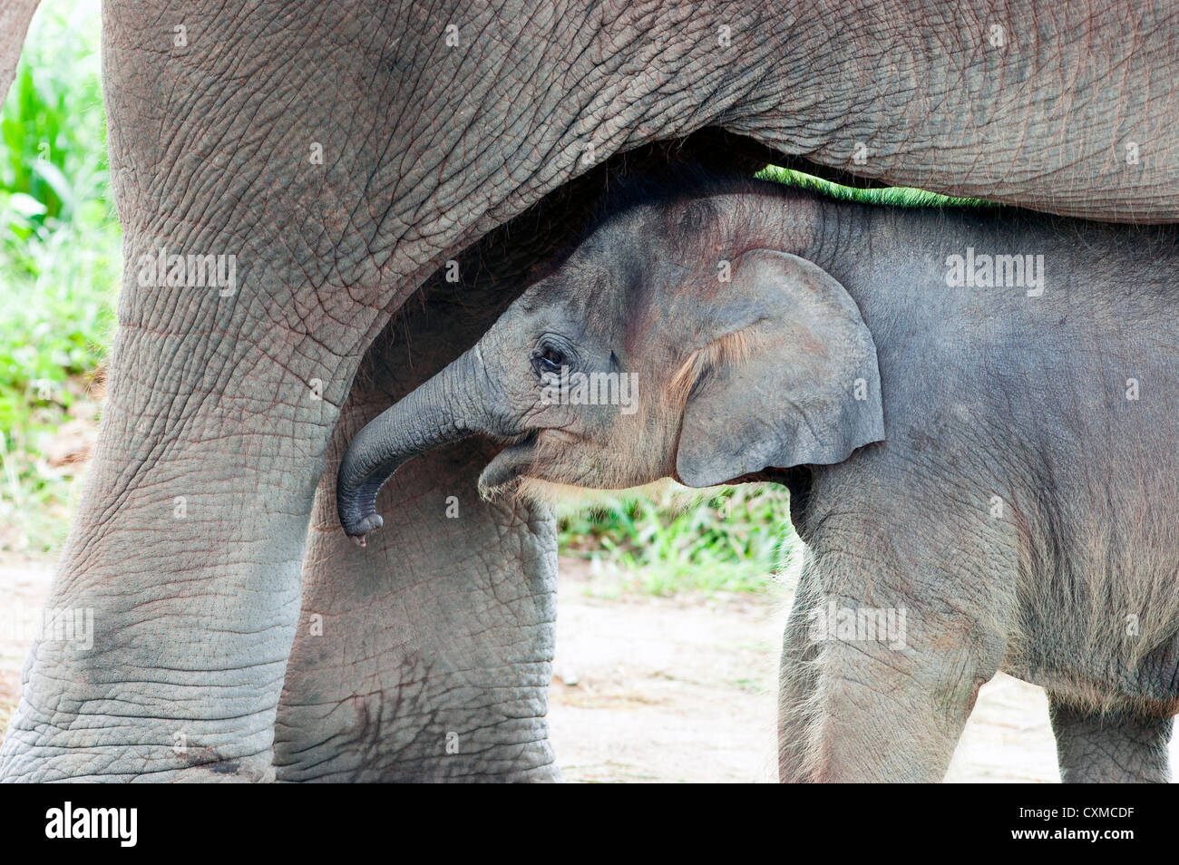 Family elephant mom baby hi-res stock photography and images - Alamy