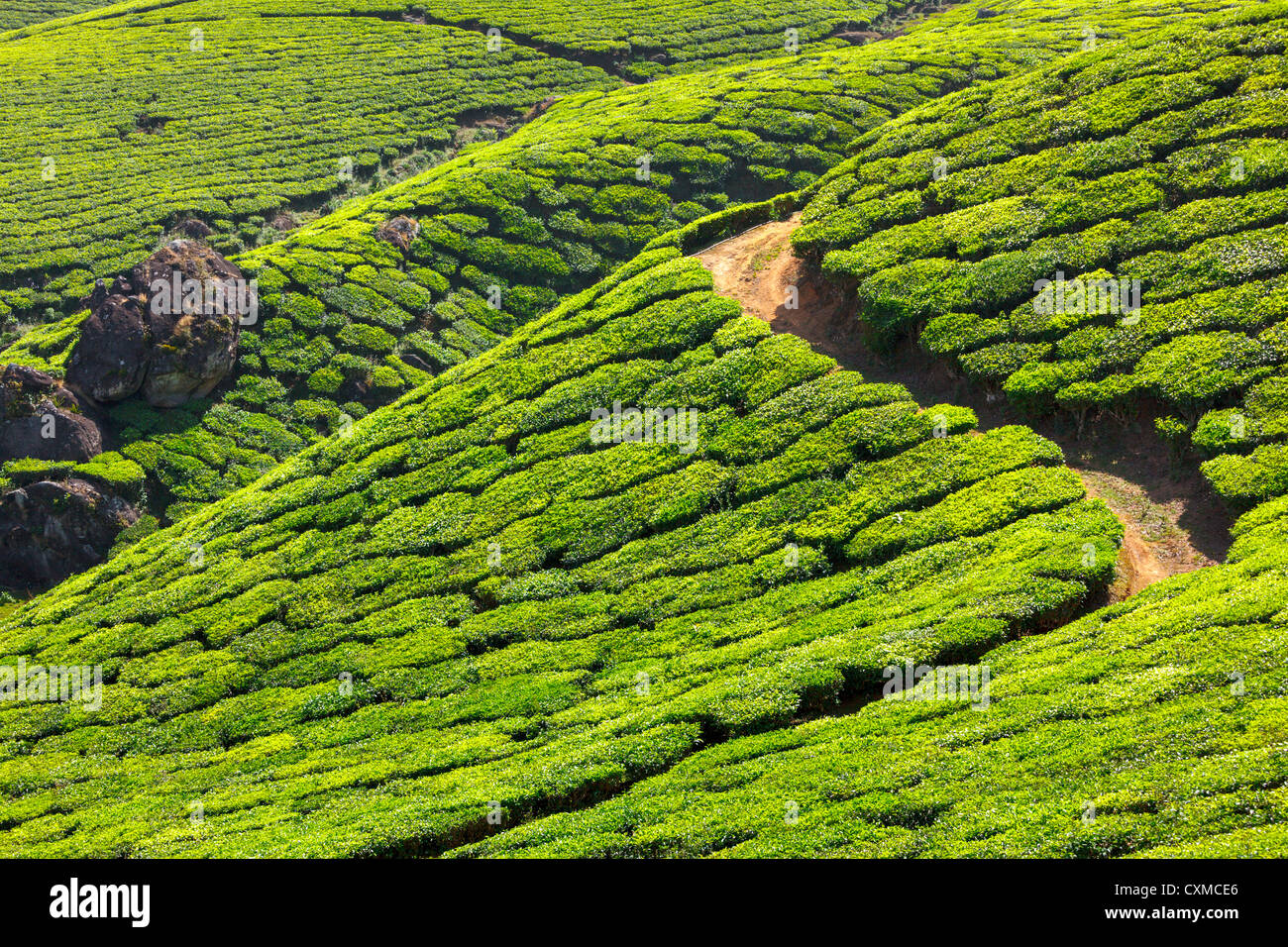 Tea plantations. Munnar, Kerala, India Stock Photo - Alamy