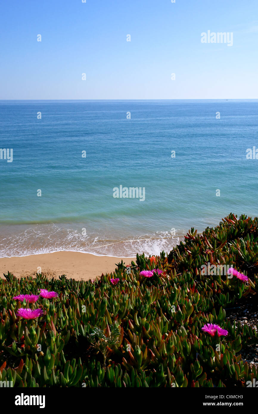 Seaside hedge hi-res stock photography and images - Alamy