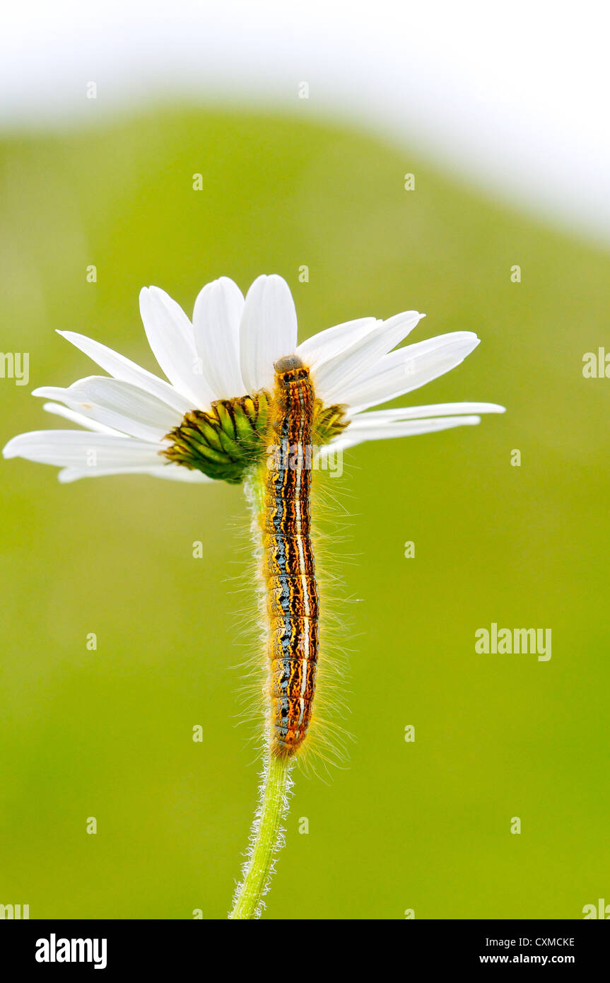 Daisy caterpillar hi-res stock photography and images - Alamy