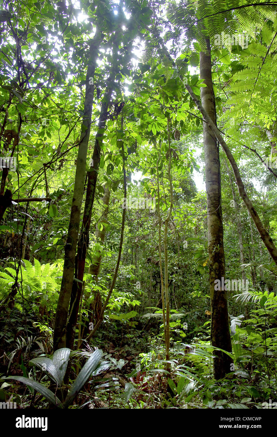 Amazon Rainforest Conservation High Resolution Stock Photography and ...