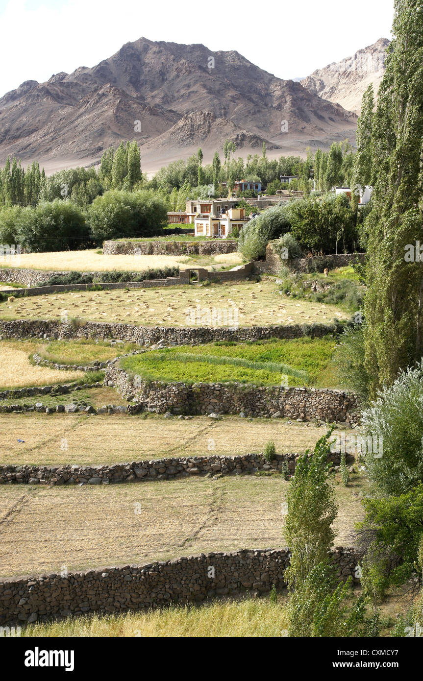 saboo village, terraced rice fields, near leh, jammu and kashmir, india ...