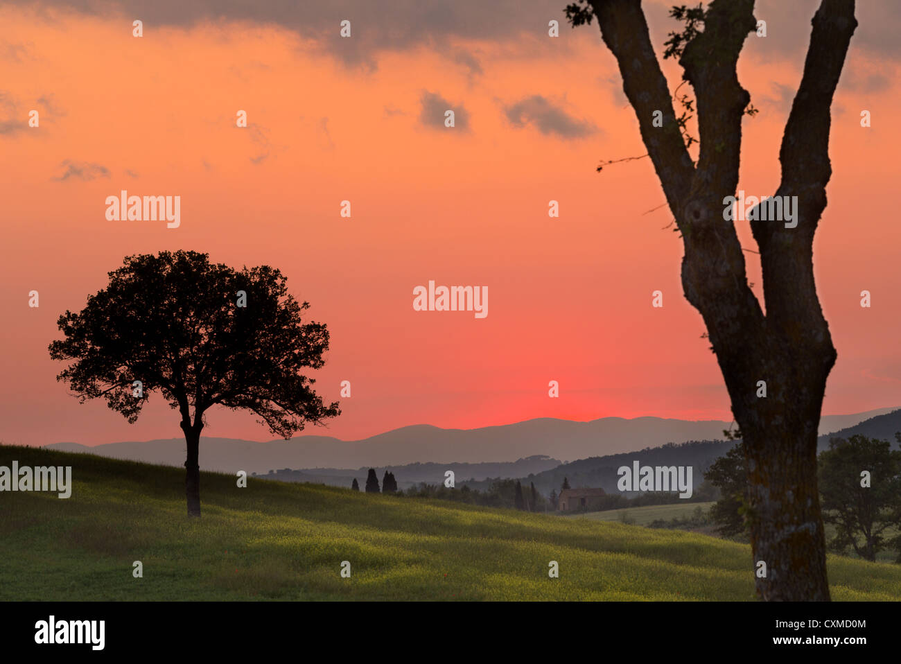 Trees in golden sunset evening light in the Tuscan hills near Pienza ...