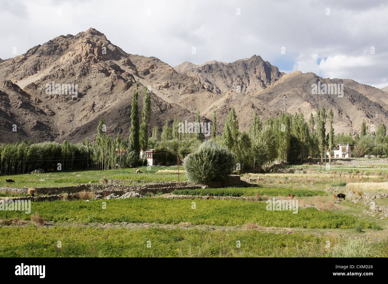 saboo village, near leh, jammu and kashmir, india Stock Photo - Alamy