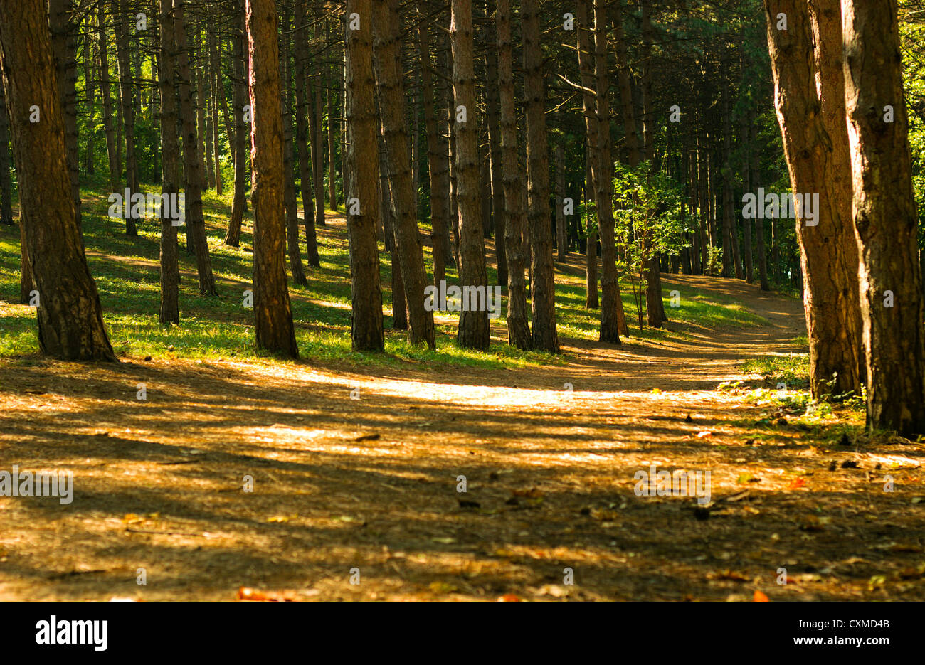 nice outdoor image of path in the summer park Stock Photo - Alamy