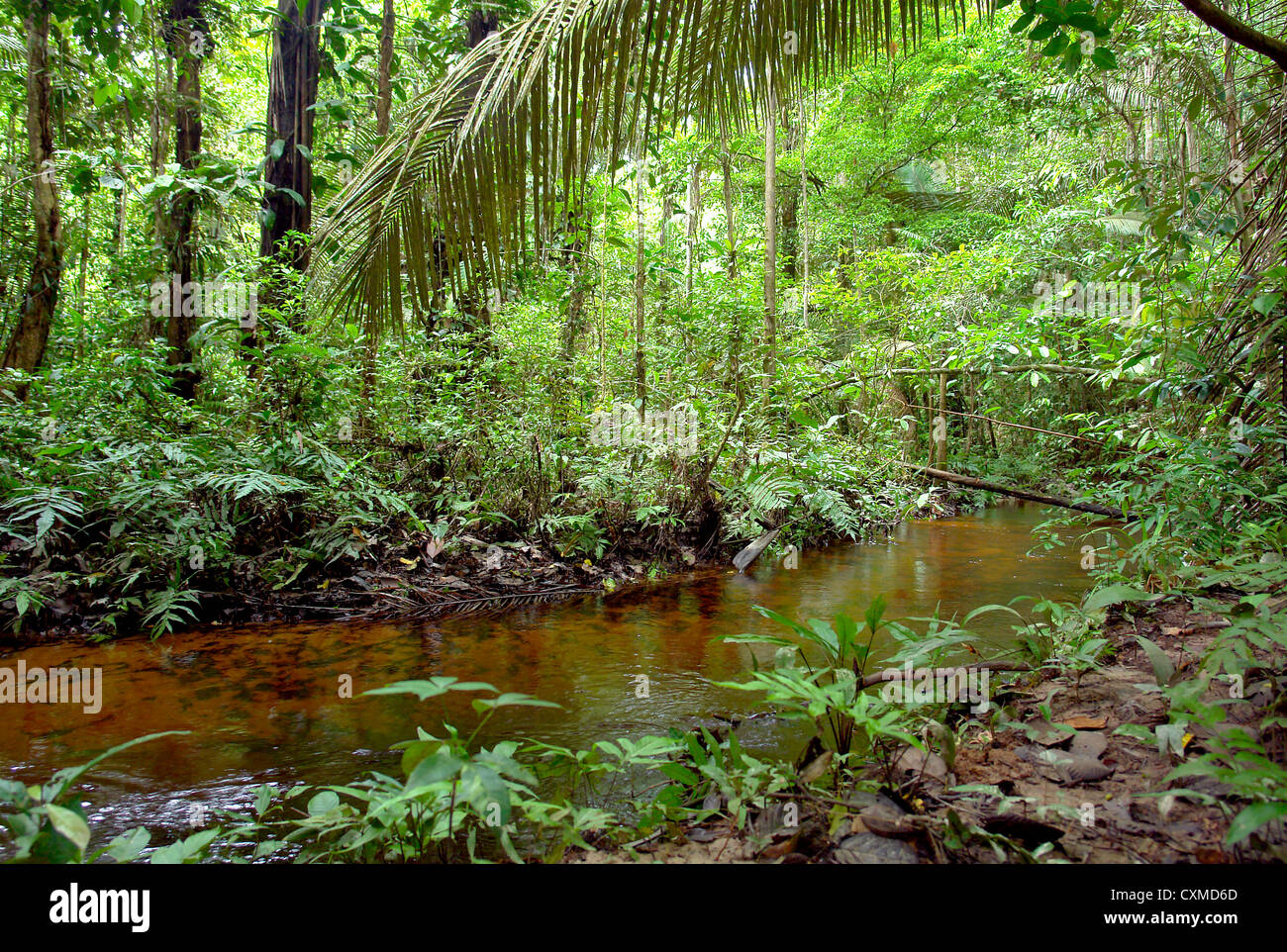 Amazon vegetation and small water stream Stock Photo - Alamy