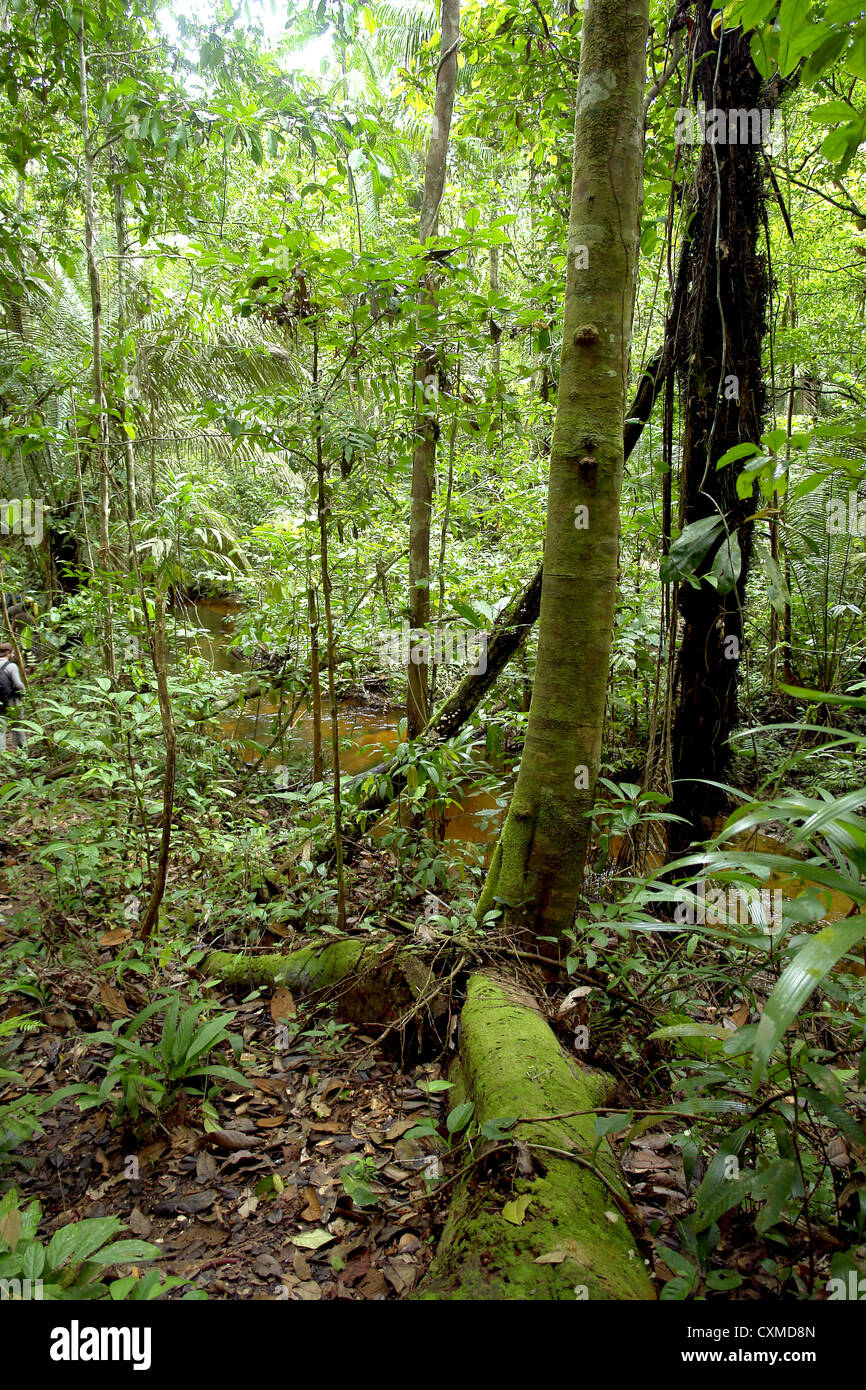 Amazon trees and vegetation natural pattern Stock Photo - Alamy