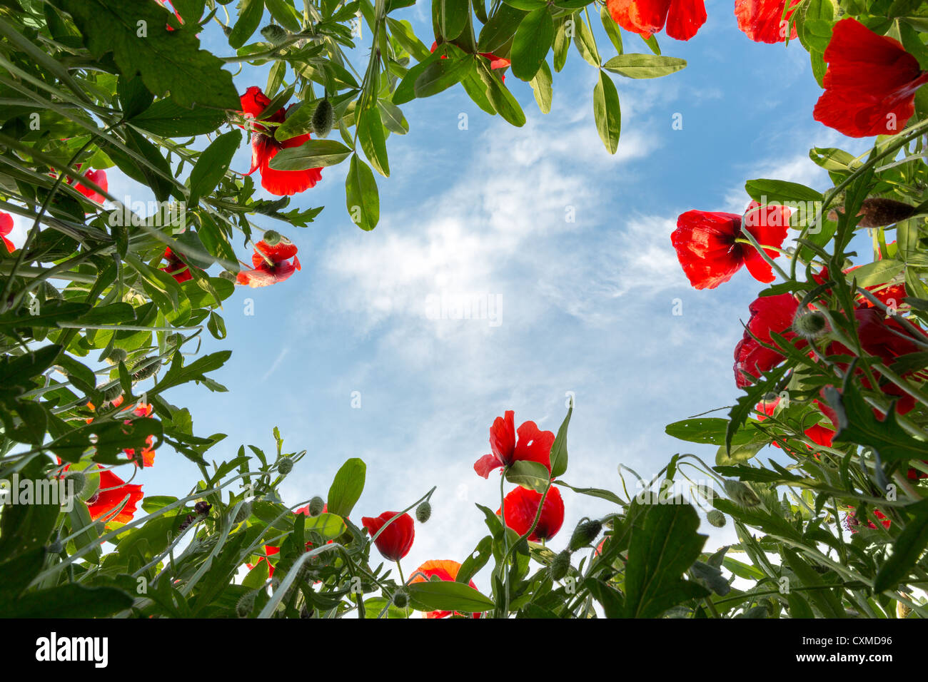 Bug view hi-res stock photography and images - Alamy