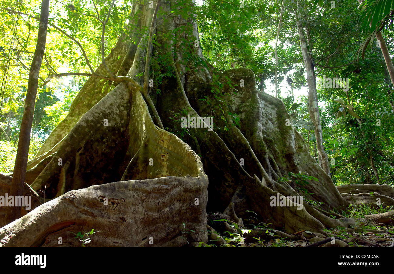Trekking amazon brazil hi-res stock photography and images - Alamy