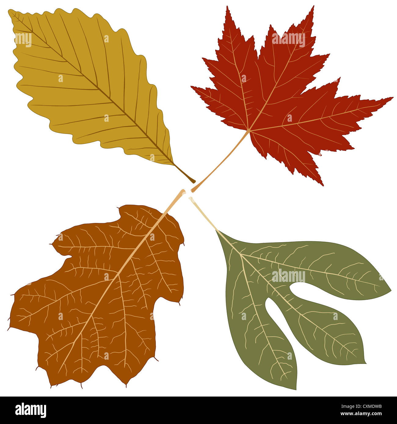 Four Fall Leaves Stock Photo - Alamy