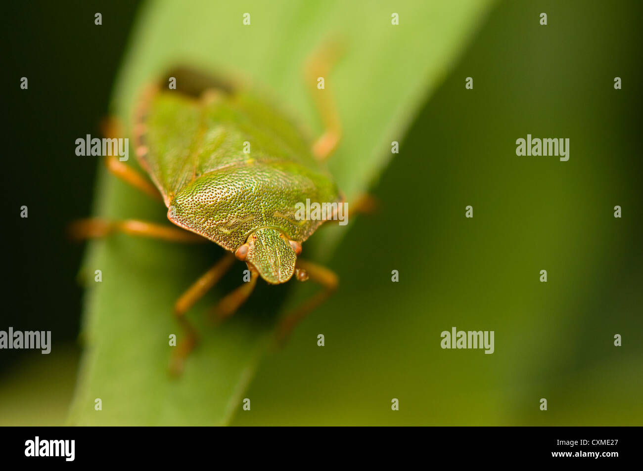Pentatomidae beetle hi-res stock photography and images - Alamy