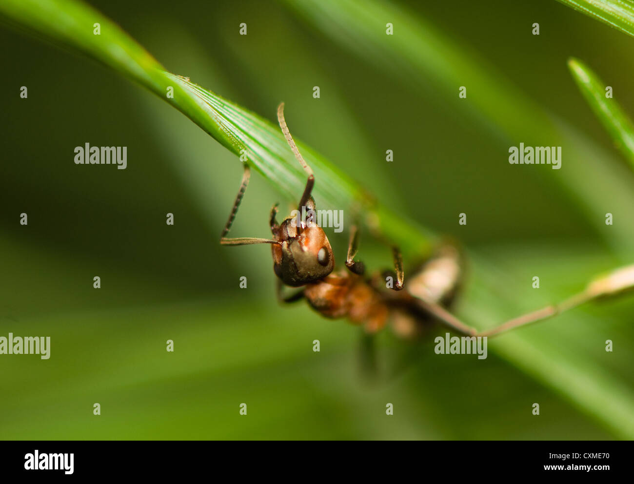 Micro ants hi-res stock photography and images - Alamy