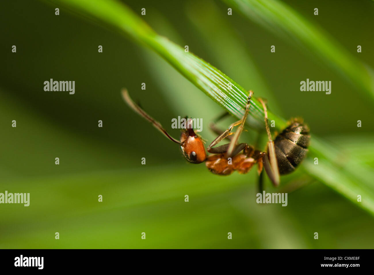 Hardworking ant hi-res stock photography and images - Alamy