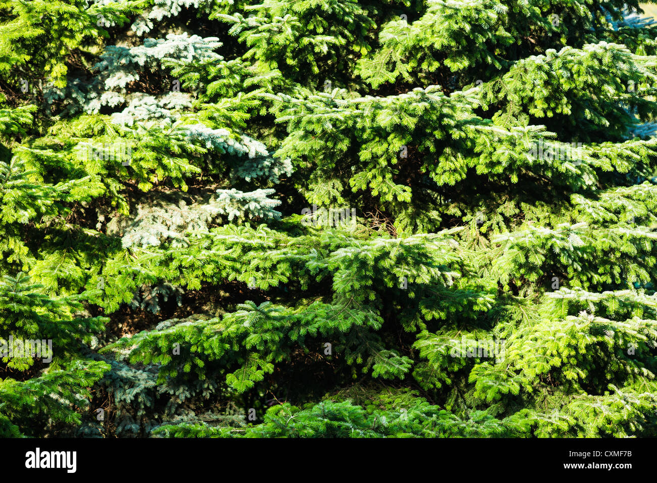 Brunches of a spruce tree of green and blue color Stock Photo - Alamy