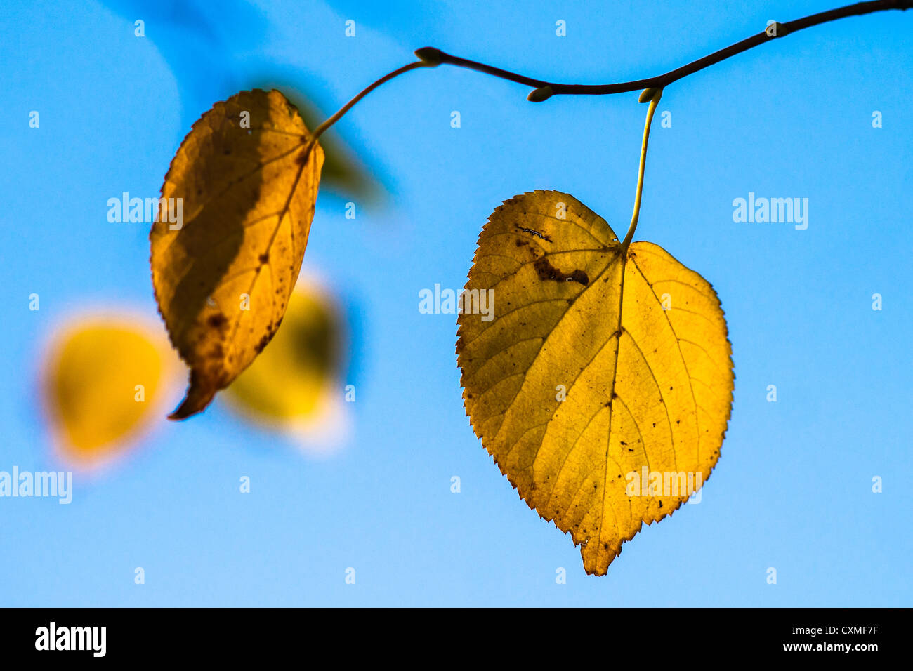 Birch tree leaves hi-res stock photography and images - Alamy