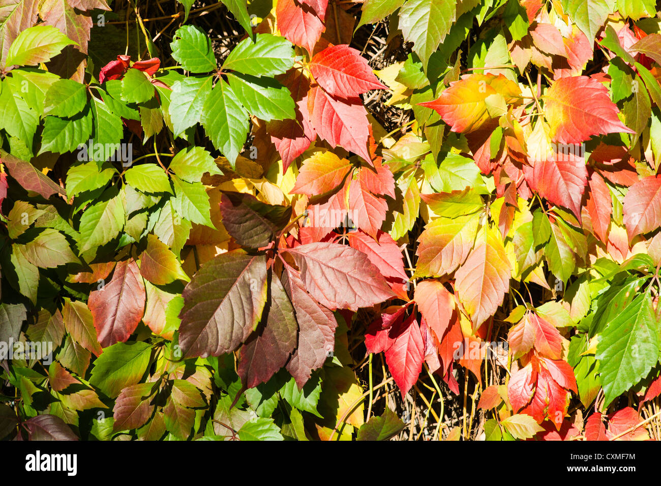 Virginia creeper foliage on the sunny autumn day Stock Photo - Alamy