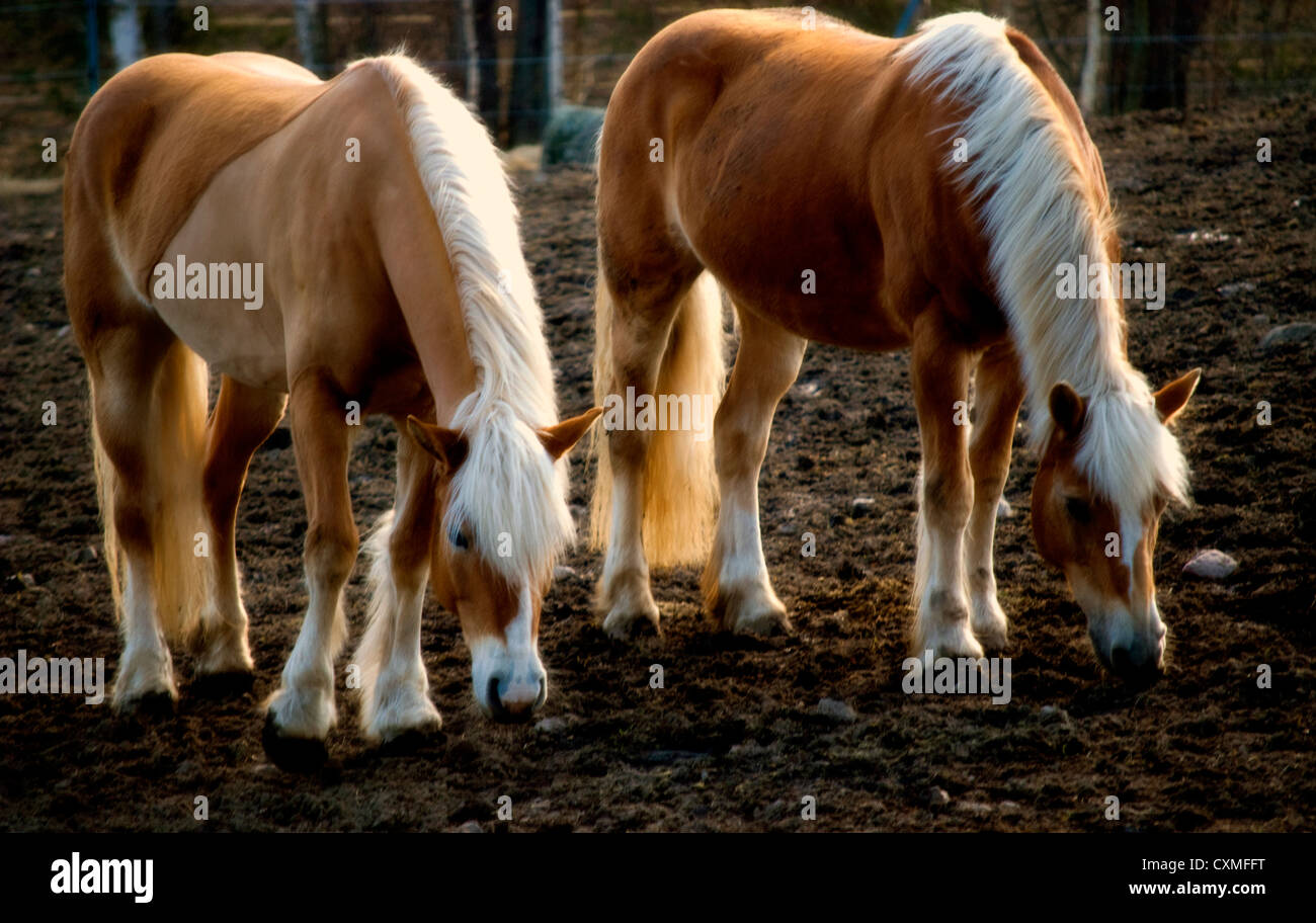 Haflinger horses hi-res stock photography and images - Alamy