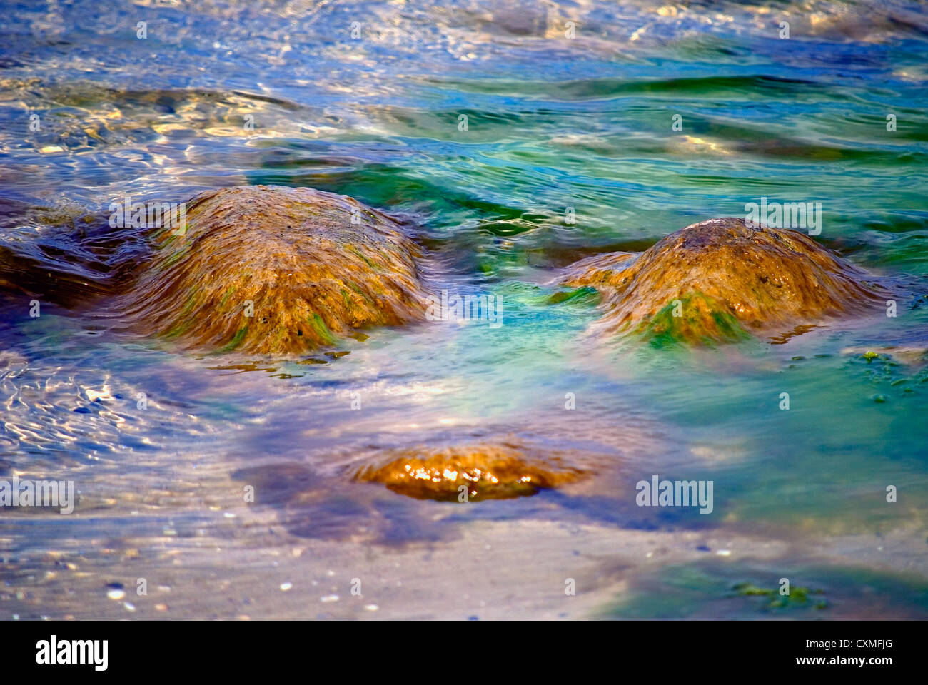 Algae bloom closeup hi-res stock photography and images - Alamy