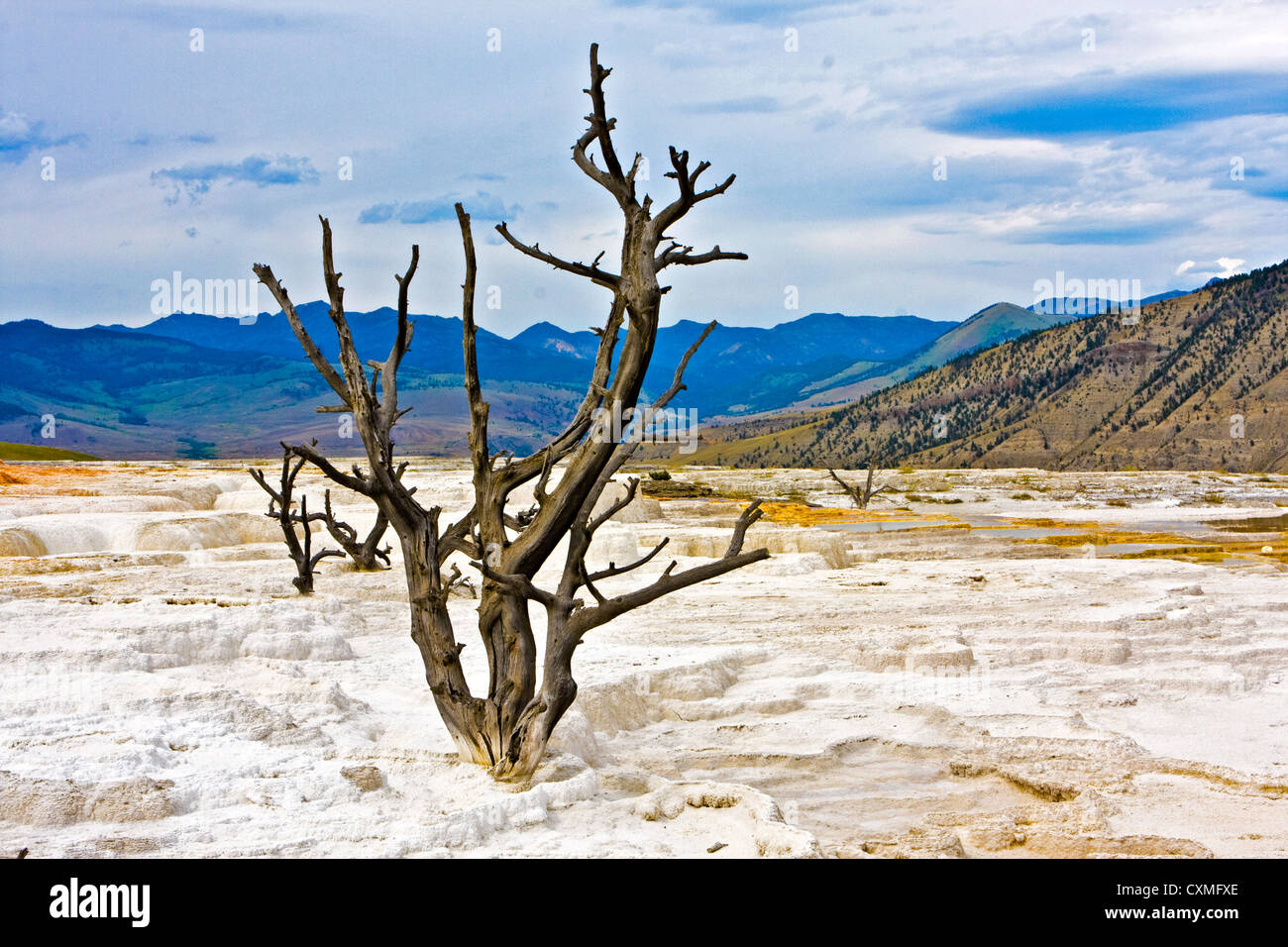 Calcified rock hi-res stock photography and images - Alamy