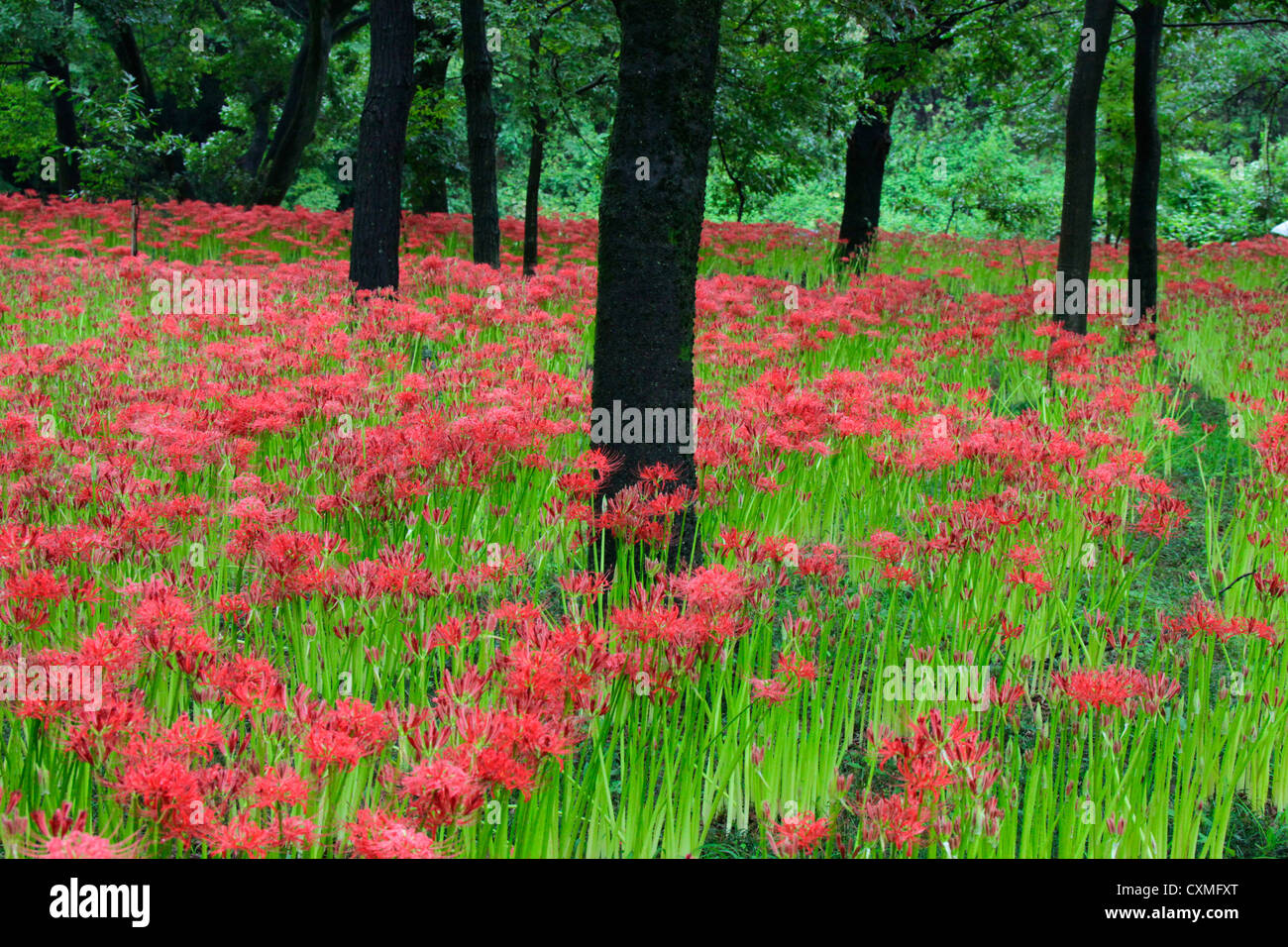 Red spider lily in the forest of Kintchakuda Saitama Japan Stock Photo ...