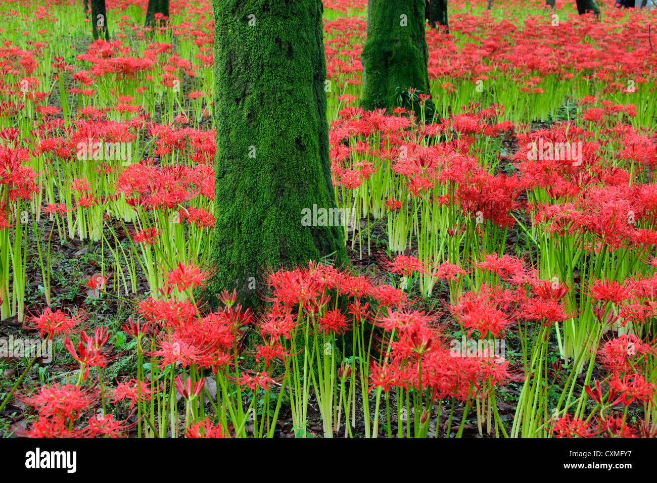 Red spider hi-res stock photography and images - Alamy