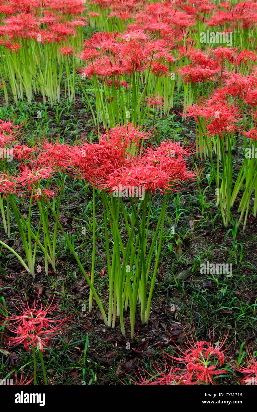 Red spider lily in the forest of Kintchakuda Saitama Japan Stock Photo ...