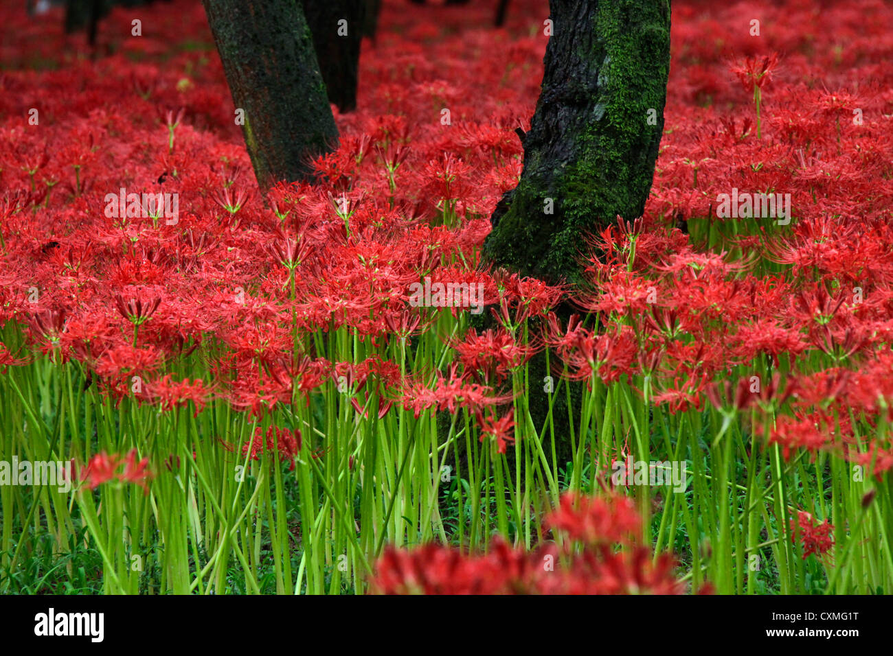 Red spider lily in the forest of Kintchakuda Saitama Japan Stock Photo ...
