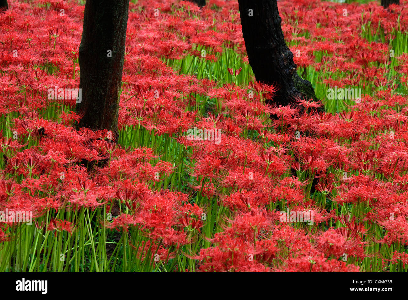 Red spider lily in the forest of Kintchakuda Saitama Japan Stock Photo ...