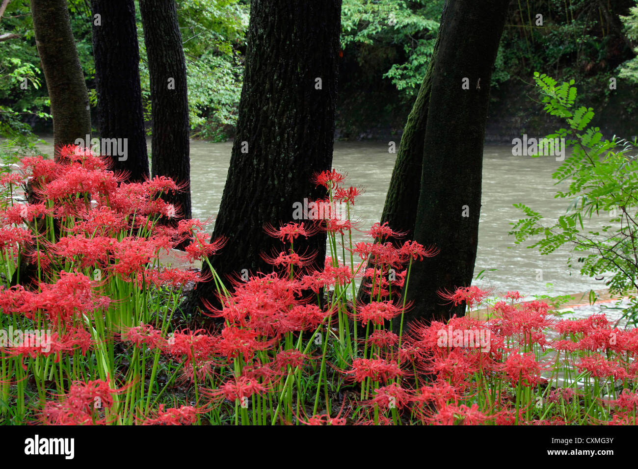 Red spider lily in the forest of Kintchakuda Saitama Japan Stock Photo ...