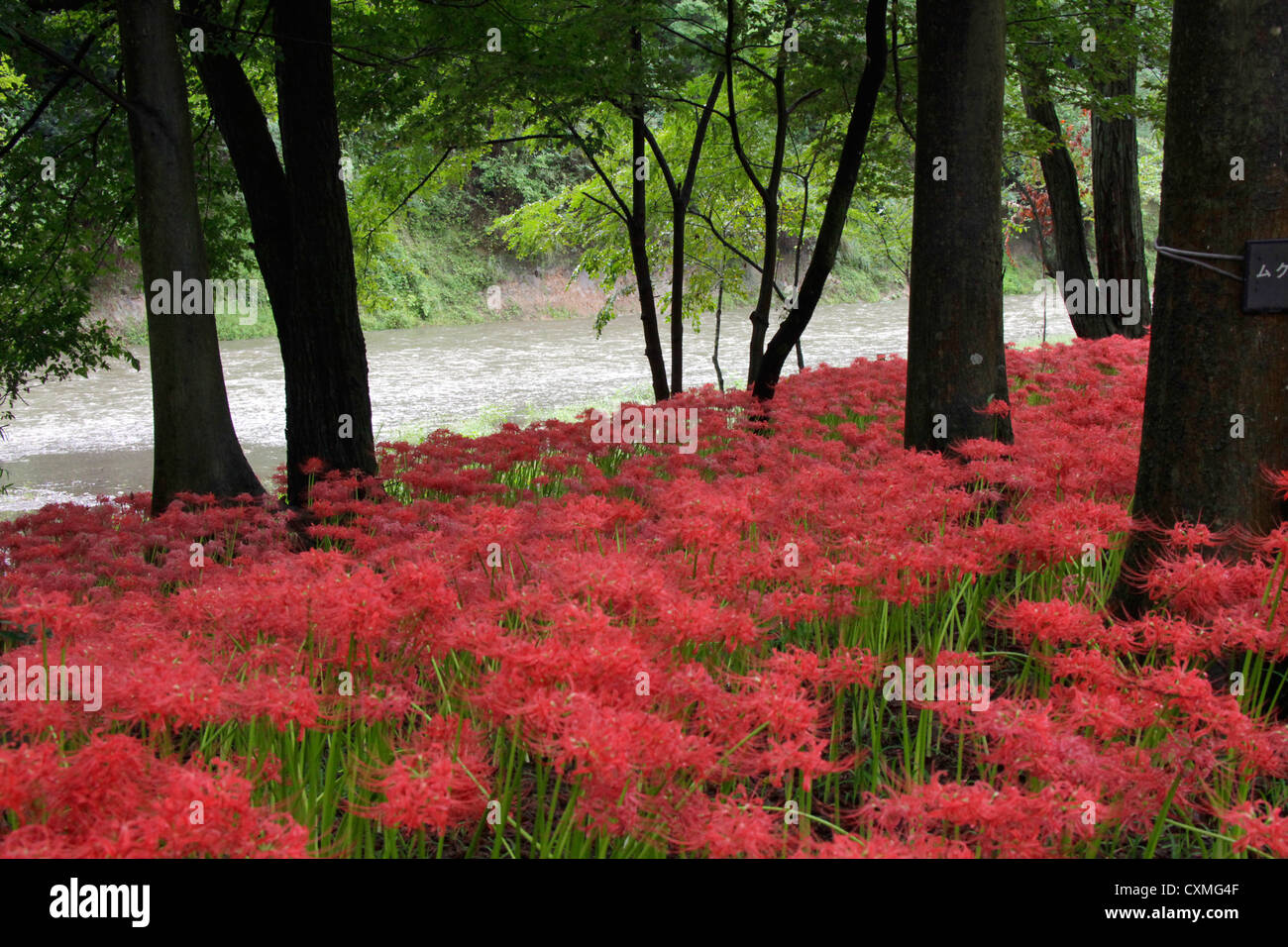 Red spider lily in the forest of Kintchakuda Saitama Japan Stock Photo ...