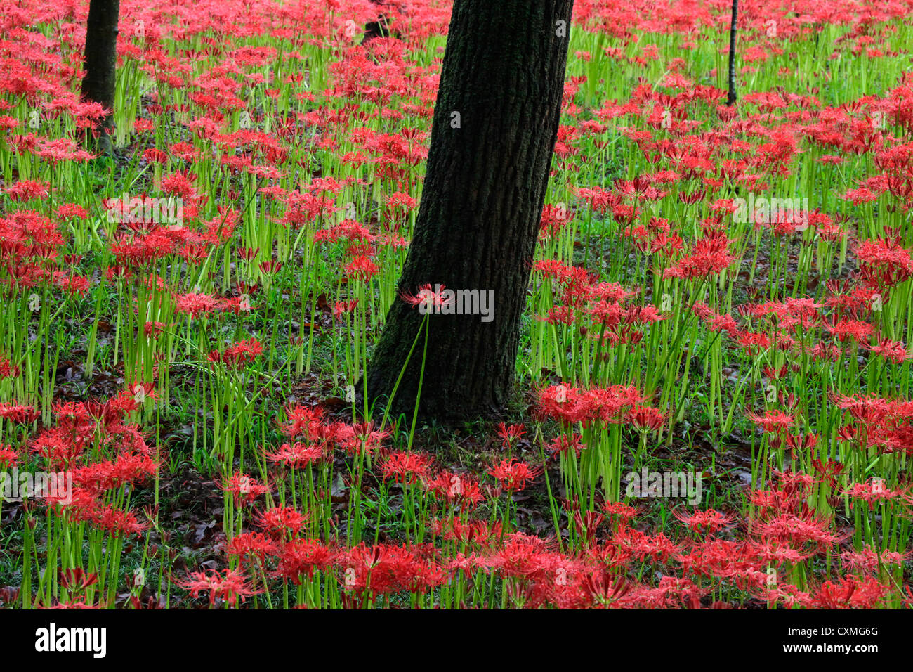 Red spider lily in the forest of Kintchakuda Saitama Japan Stock Photo ...