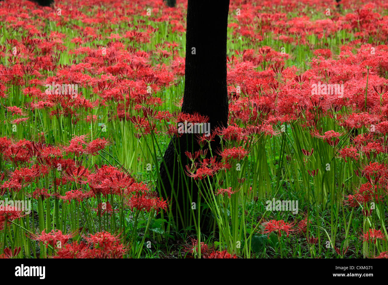 Red spider lily in the forest of Kintchakuda Saitama Japan Stock Photo ...