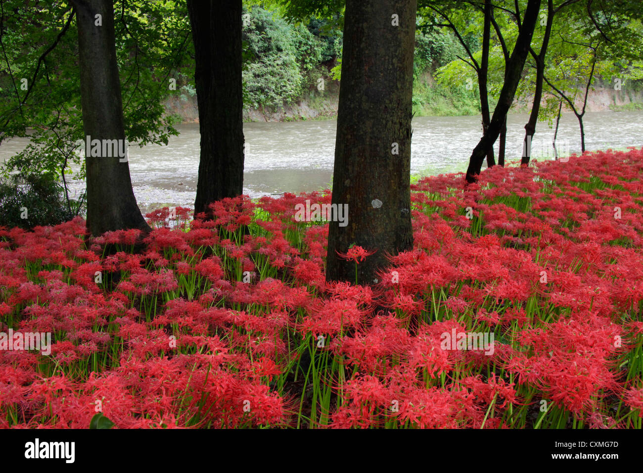 Red spider lily in the forest of Kintchakuda Saitama Japan Stock Photo ...