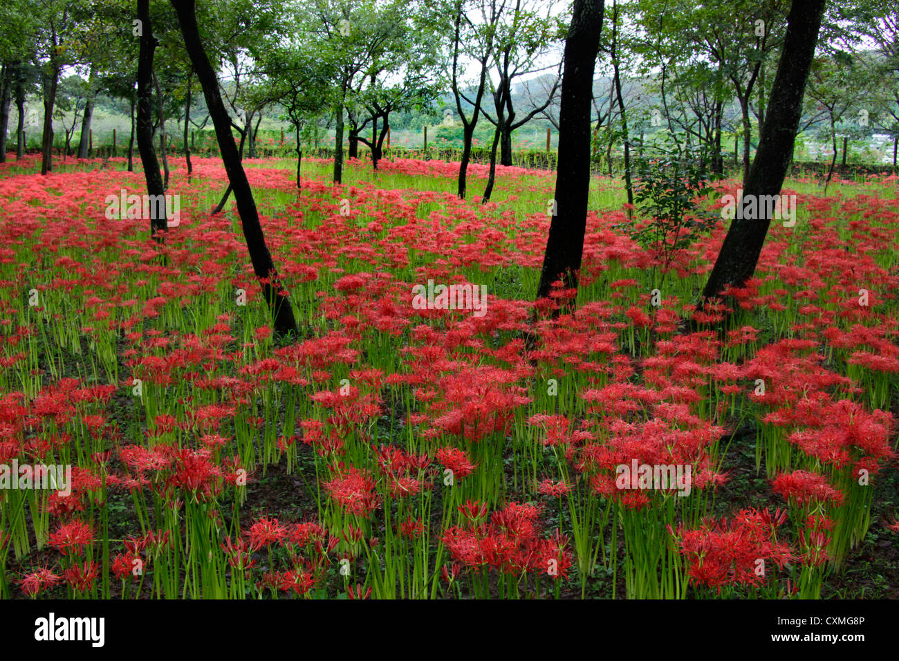 Red spider lily in the forest of Kintchakuda Saitama Japan Stock Photo ...