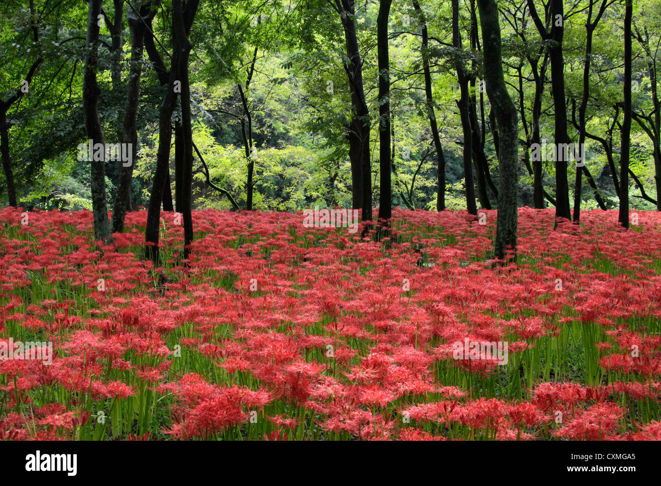 Spider Lily Field High Resolution Stock Photography and Images - Alamy
