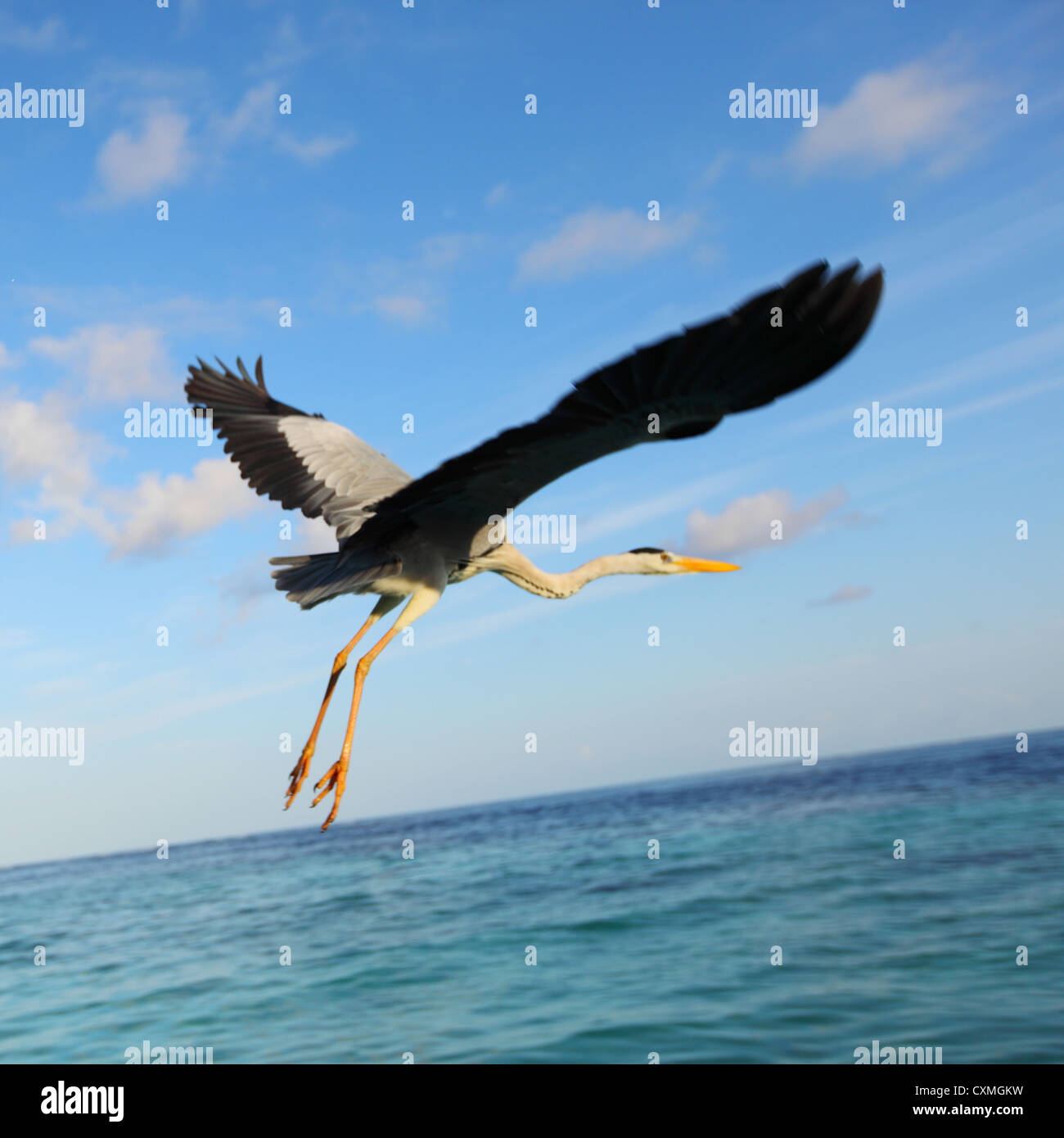 White stork on beach hi-res stock photography and images - Alamy