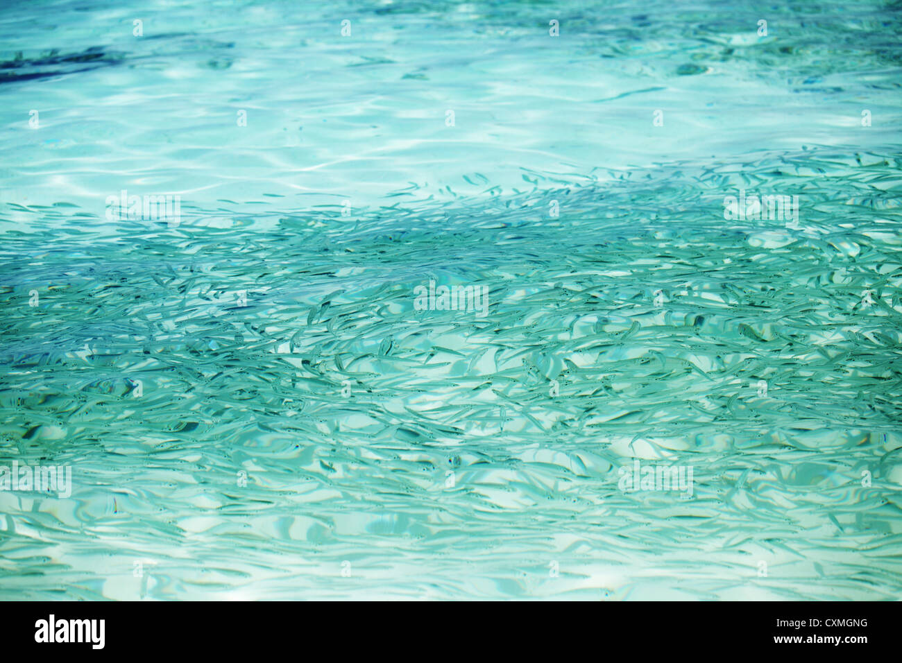 many small fish in the clear water of the ocean Stock Photo - Alamy
