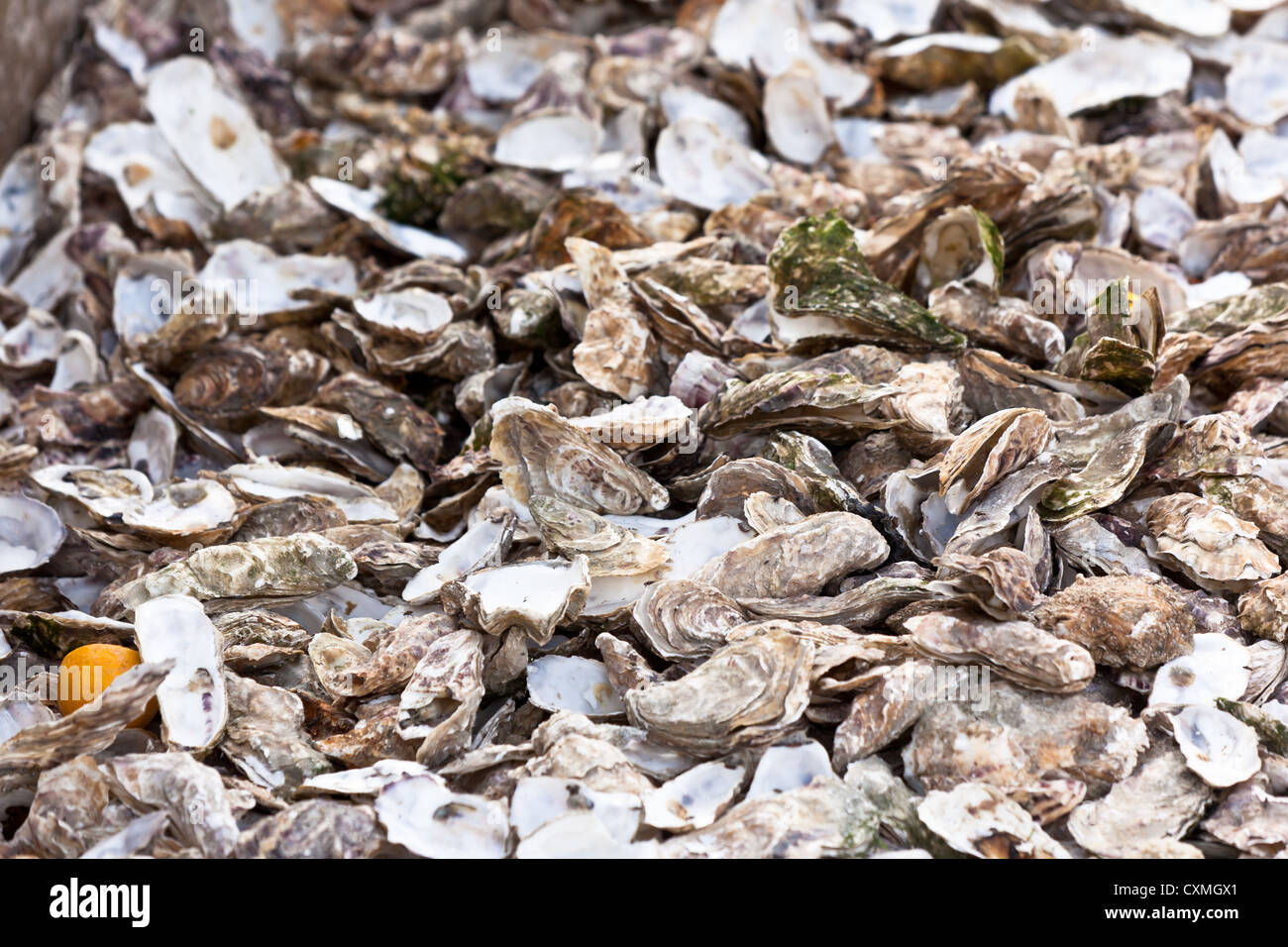 Oysters shells at fish market. Horizontal background Stock Photo - Alamy