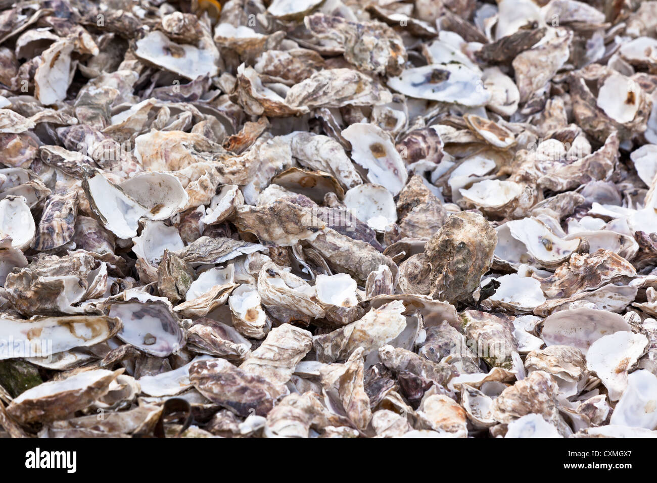 Oysters shells at fish market. Horizontal background Stock Photo - Alamy