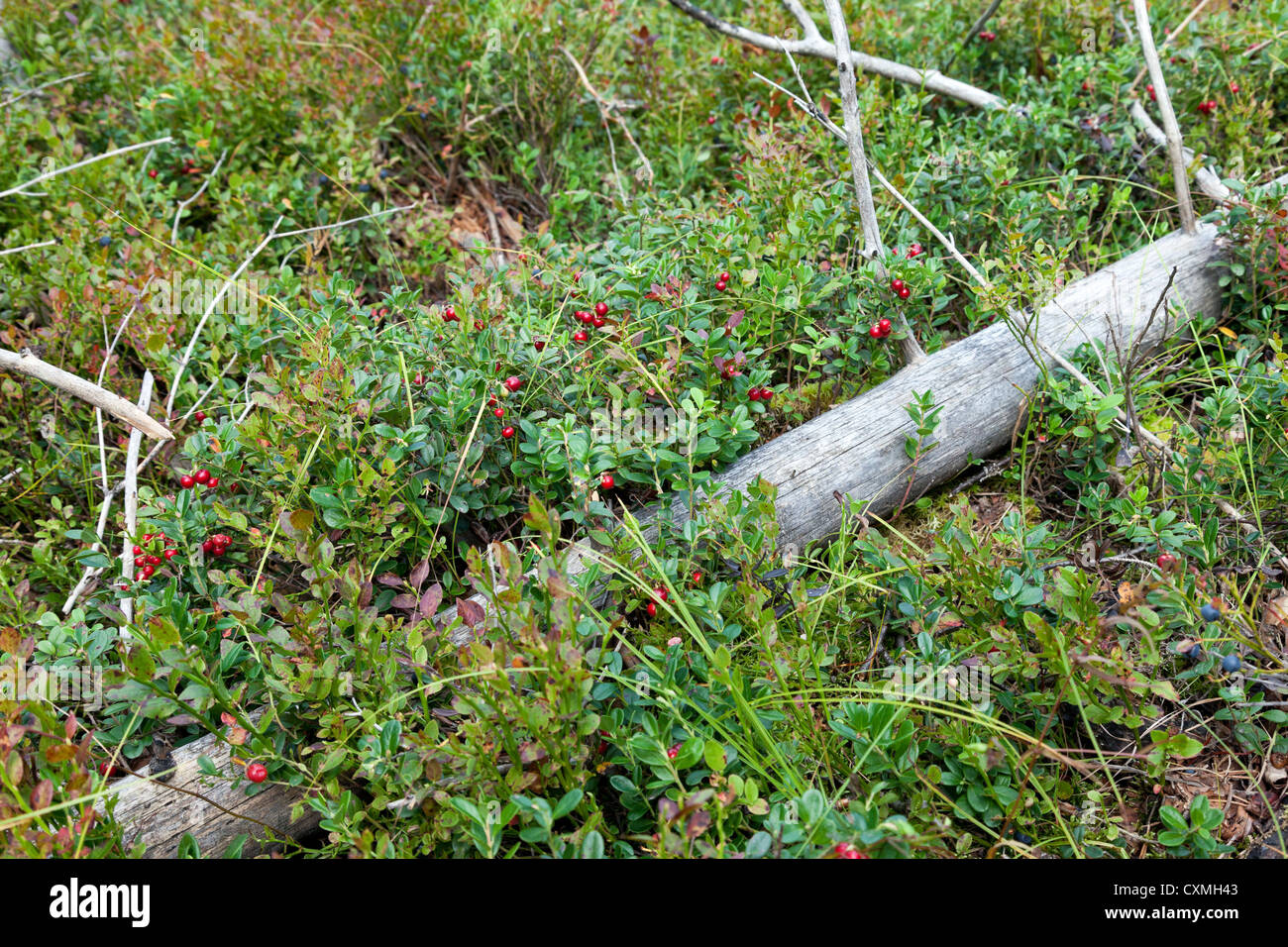 Bush cranberries with ripe fruits in the forest Stock Photo - Alamy
