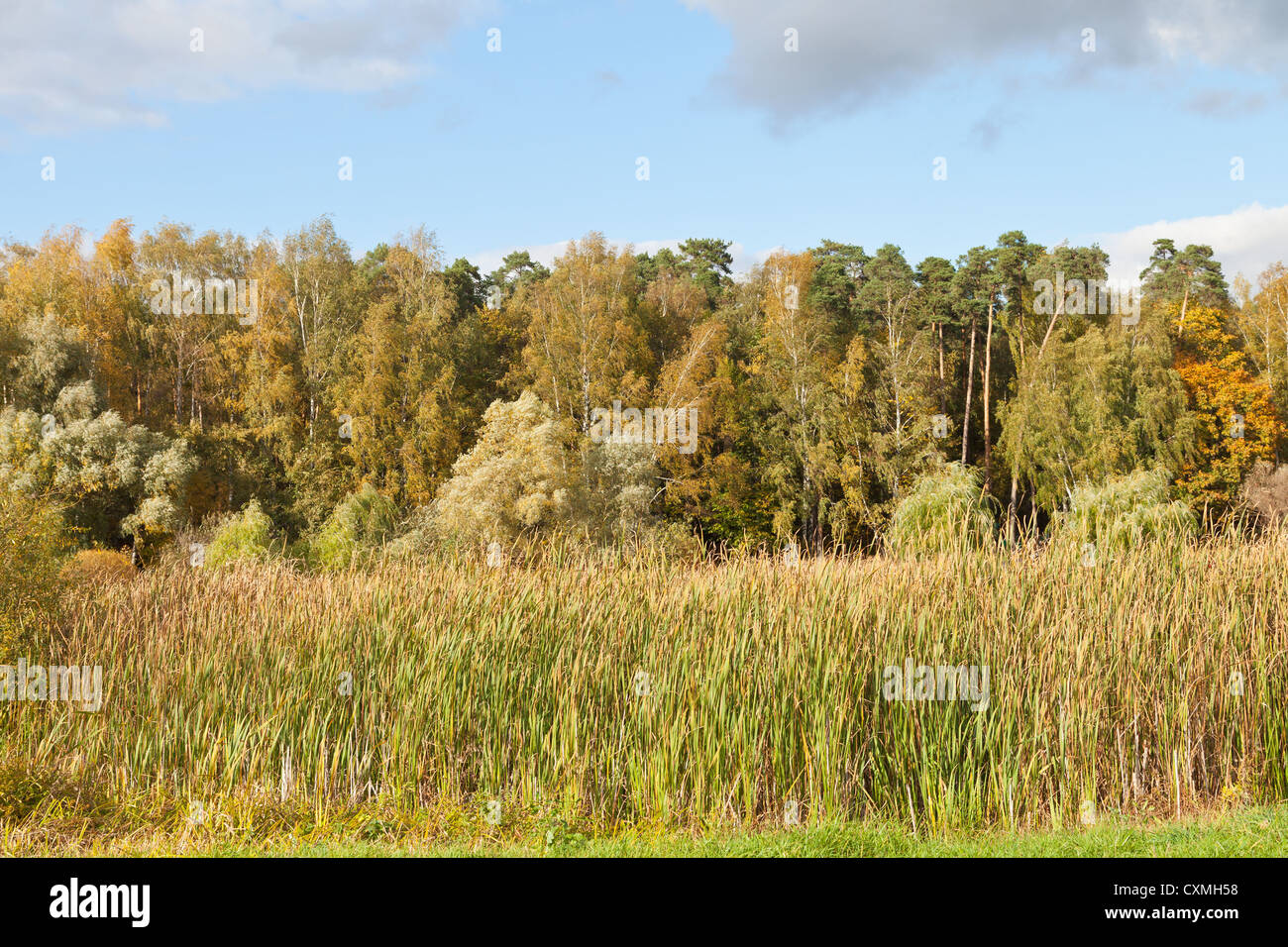 autumn landscape with forest and rush plant Stock Photo - Alamy